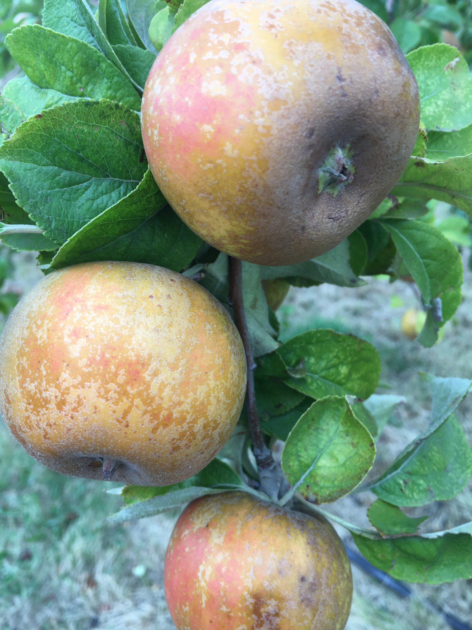 Golden Russet - CiderAuction