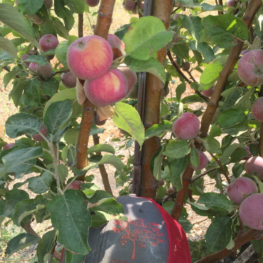 Kingston Black (3 gallon bucket) - CiderAuction